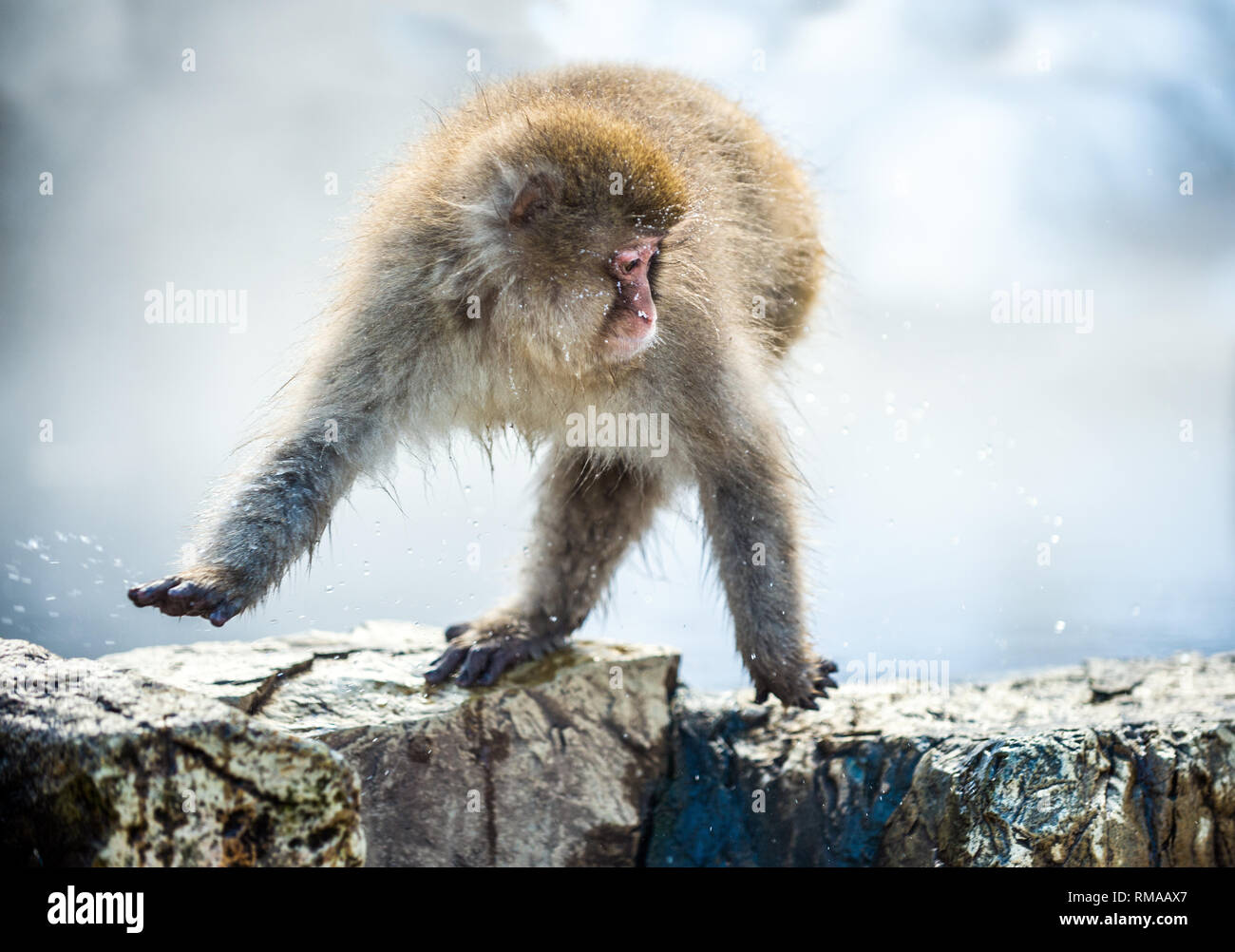 Japanese macaque in jump. Macaque jumps through a natural hot spring ...