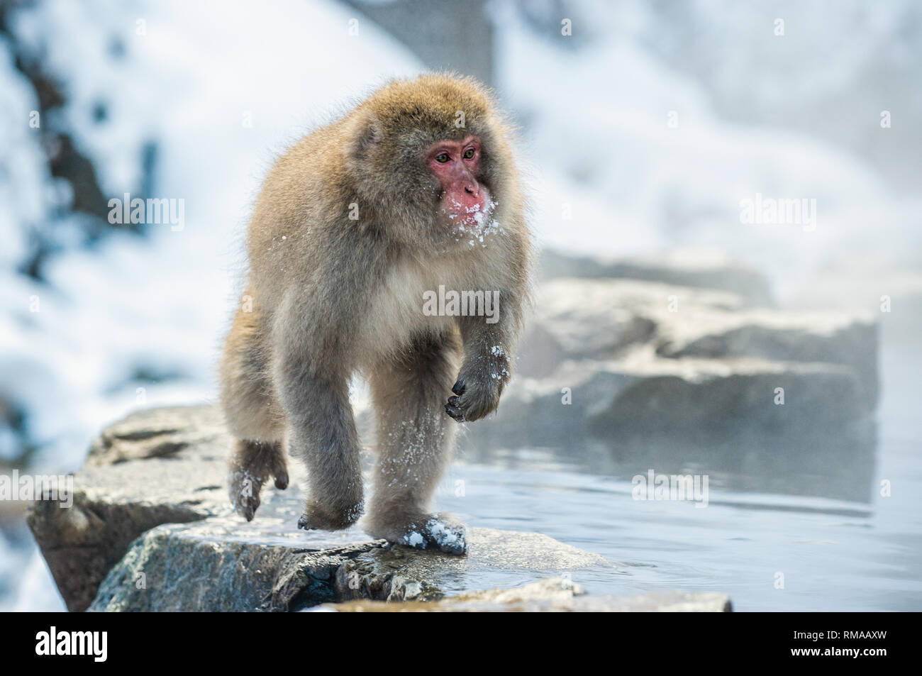 Japanese macaque in jump. Macaque jumps through a natural hot spring ...