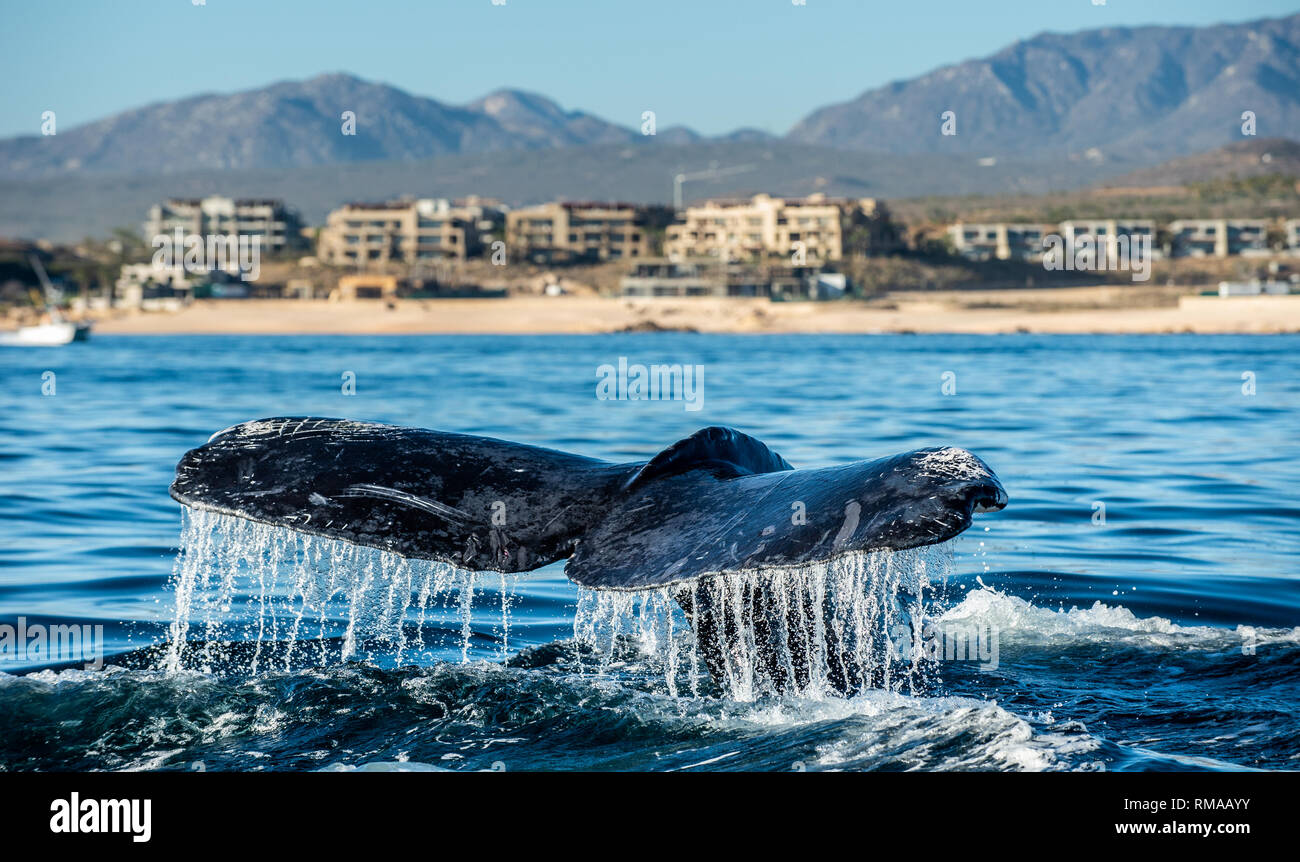 Wave tail hi-res stock photography and images - Alamy