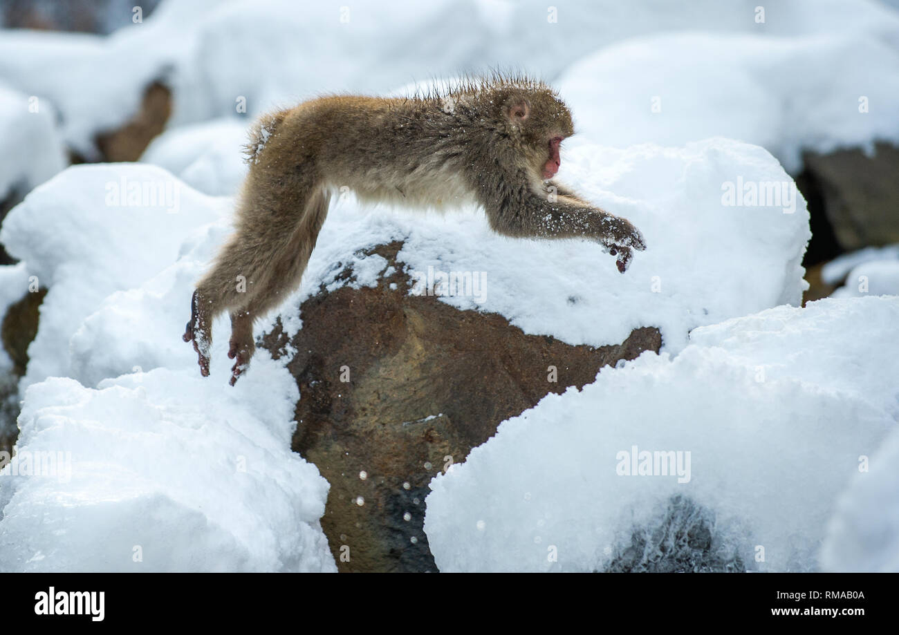 Japanese macaque in jump. Macaque jumps through a natural hot spring ...