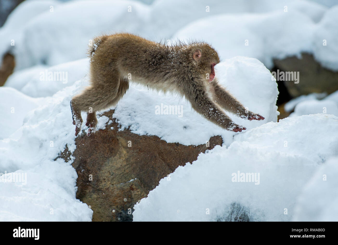 Japanese macaque in jump. Macaque jumps through a natural hot spring ...