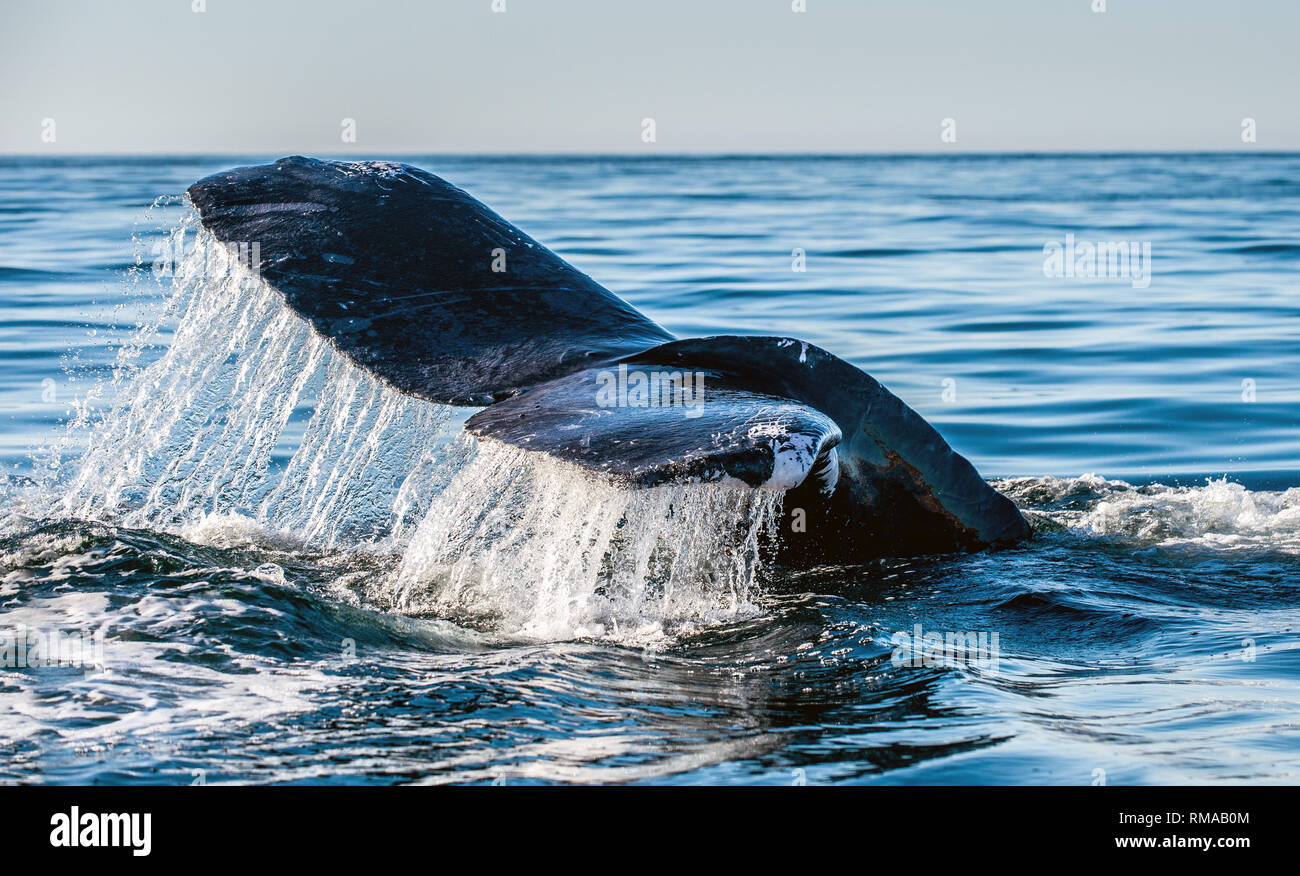 Tail fin of the mighty humpback whale (Megaptera novaeangliae). Blue ...