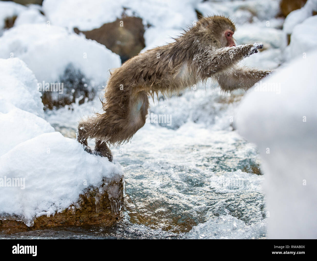 Japanese macaque in jump. Macaque jumps through a natural hot spring ...