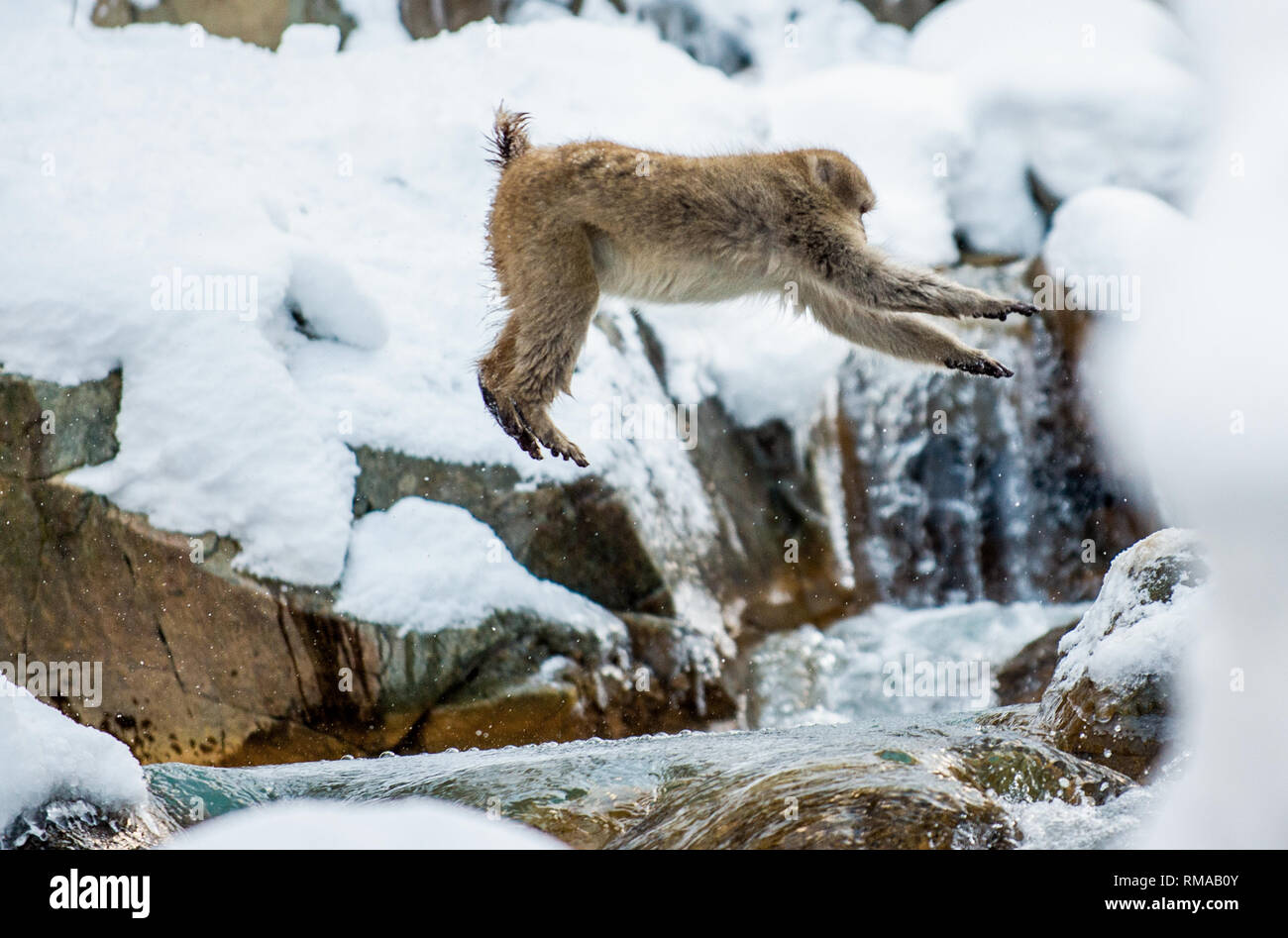 Japanese macaque in jump. Macaque jumps through a natural hot spring ...