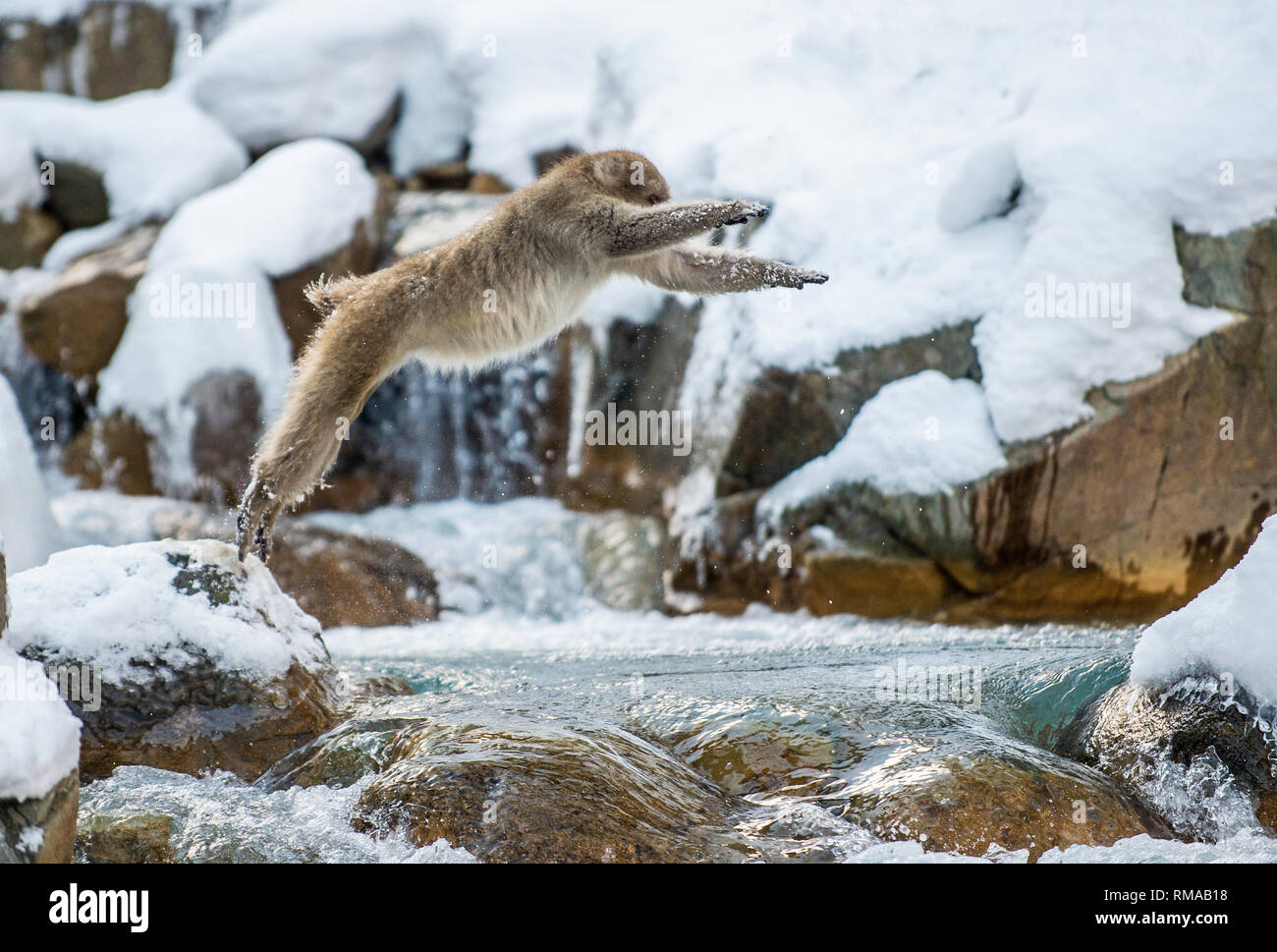 Japanese macaque in jump. Macaque jumps through a natural hot spring ...