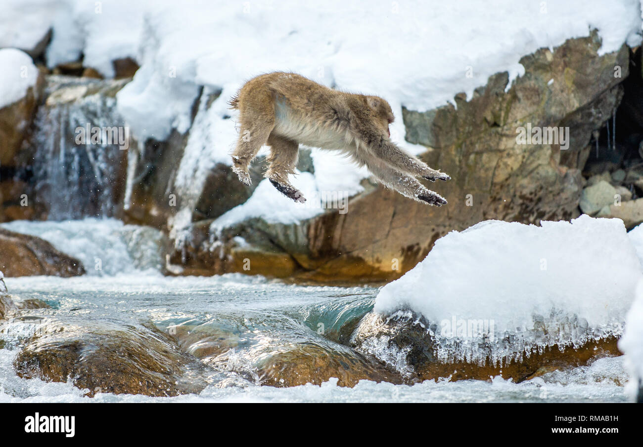Japanese macaque in jump. Macaque jumps through a natural hot spring ...