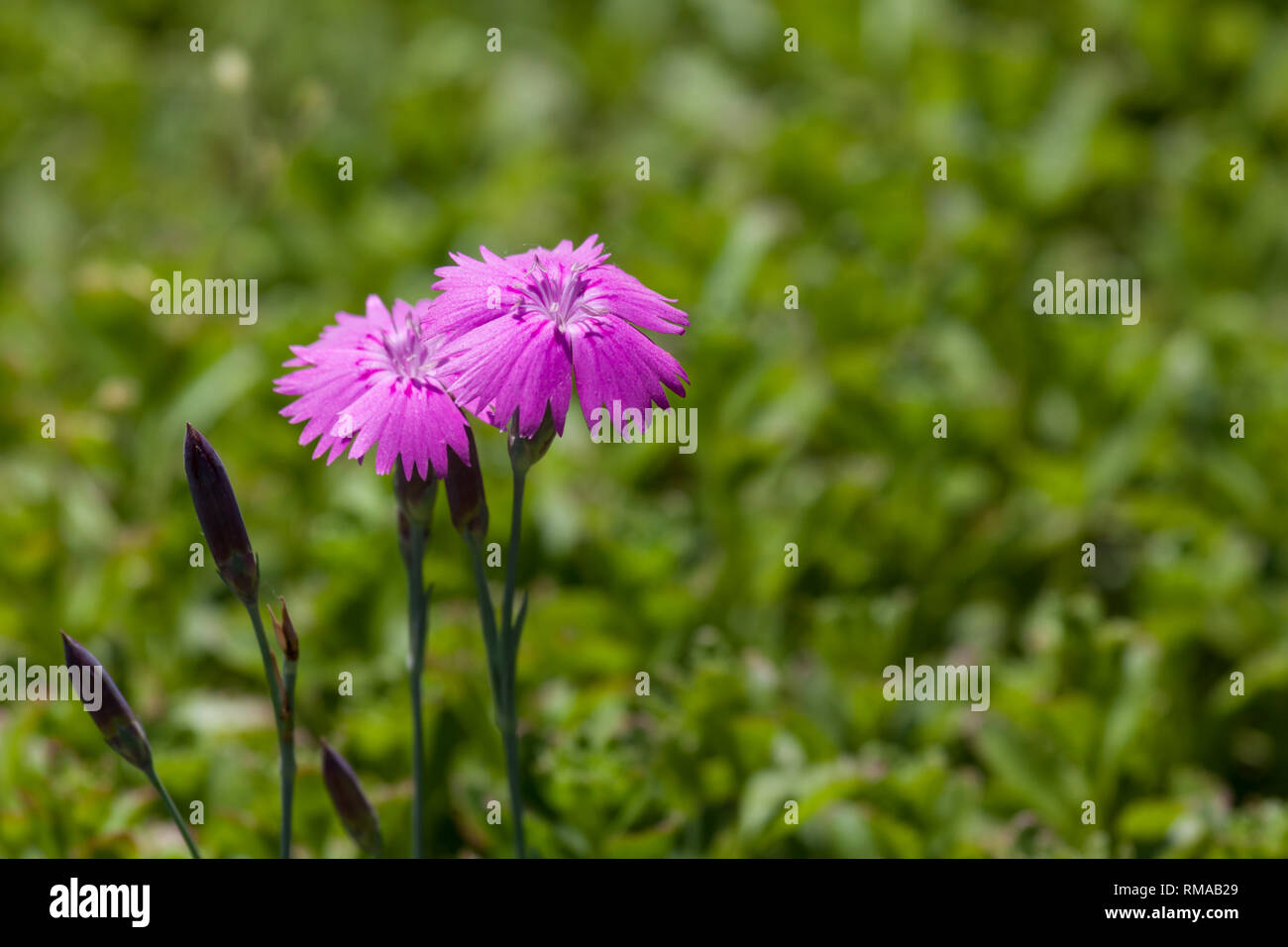 Two blooms of a pink dianthus plant with a blurred green grass ...