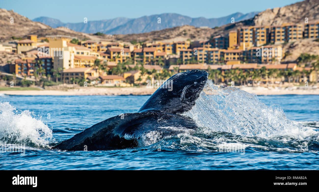 Tail fin of the mighty humpback whale (Megaptera novaeangliae). Blue ...