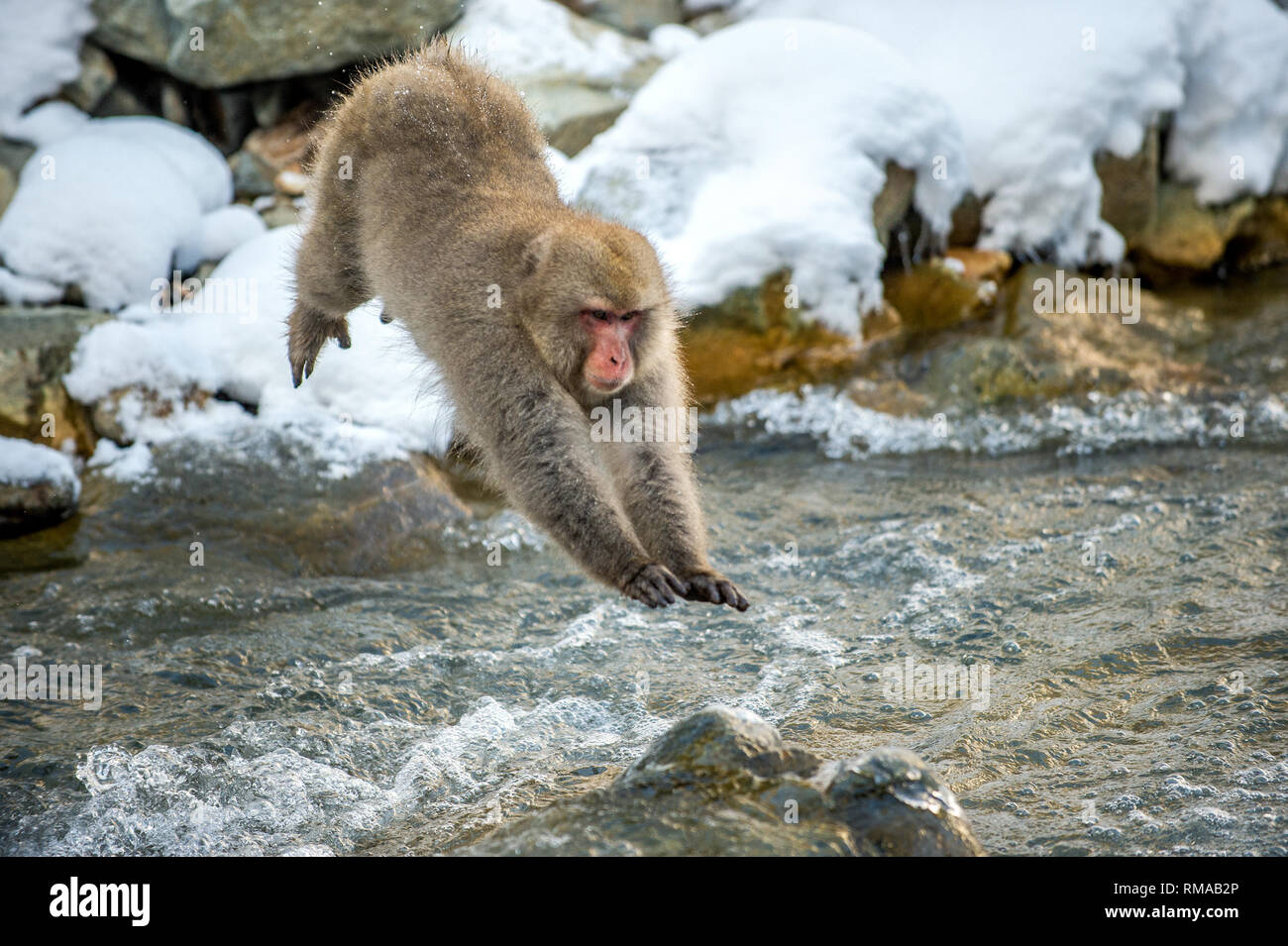 Japanese macaque in jump. Macaque jumps through a natural hot spring ...
