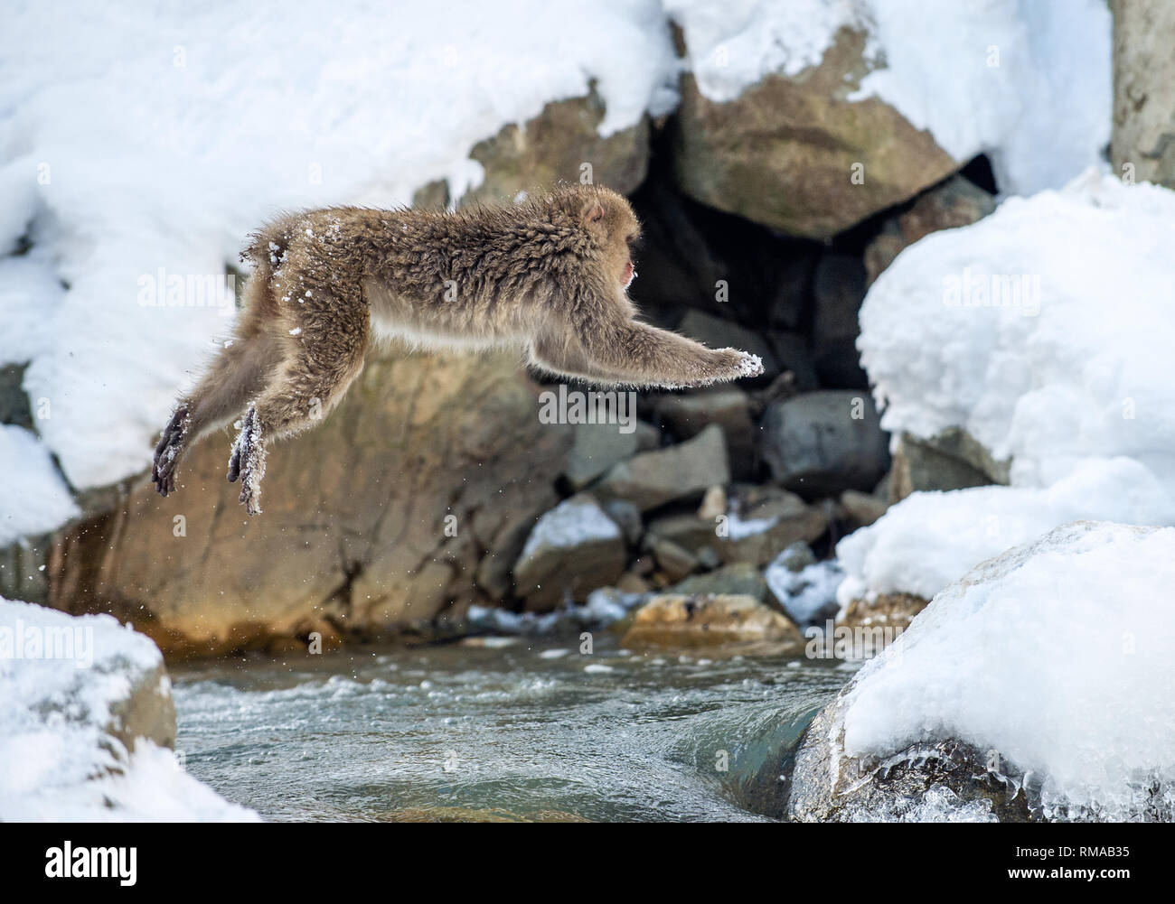 Japanese macaque in jump. Macaque jumps through a natural hot spring ...