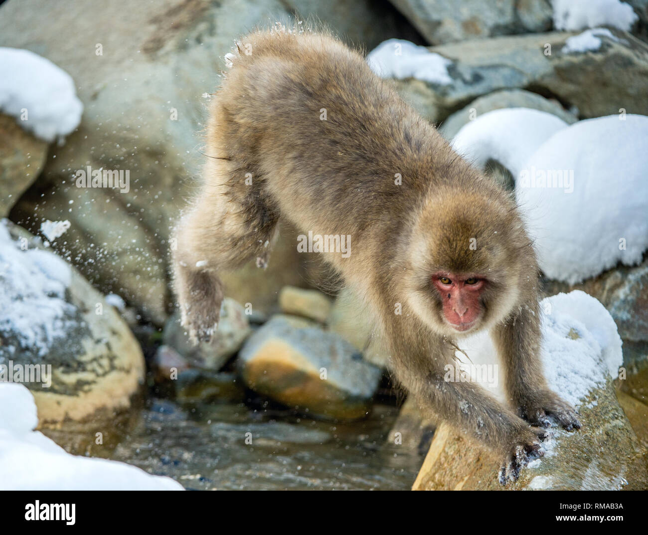 Japanese macaque in jump. Macaque jumps through a natural hot spring ...