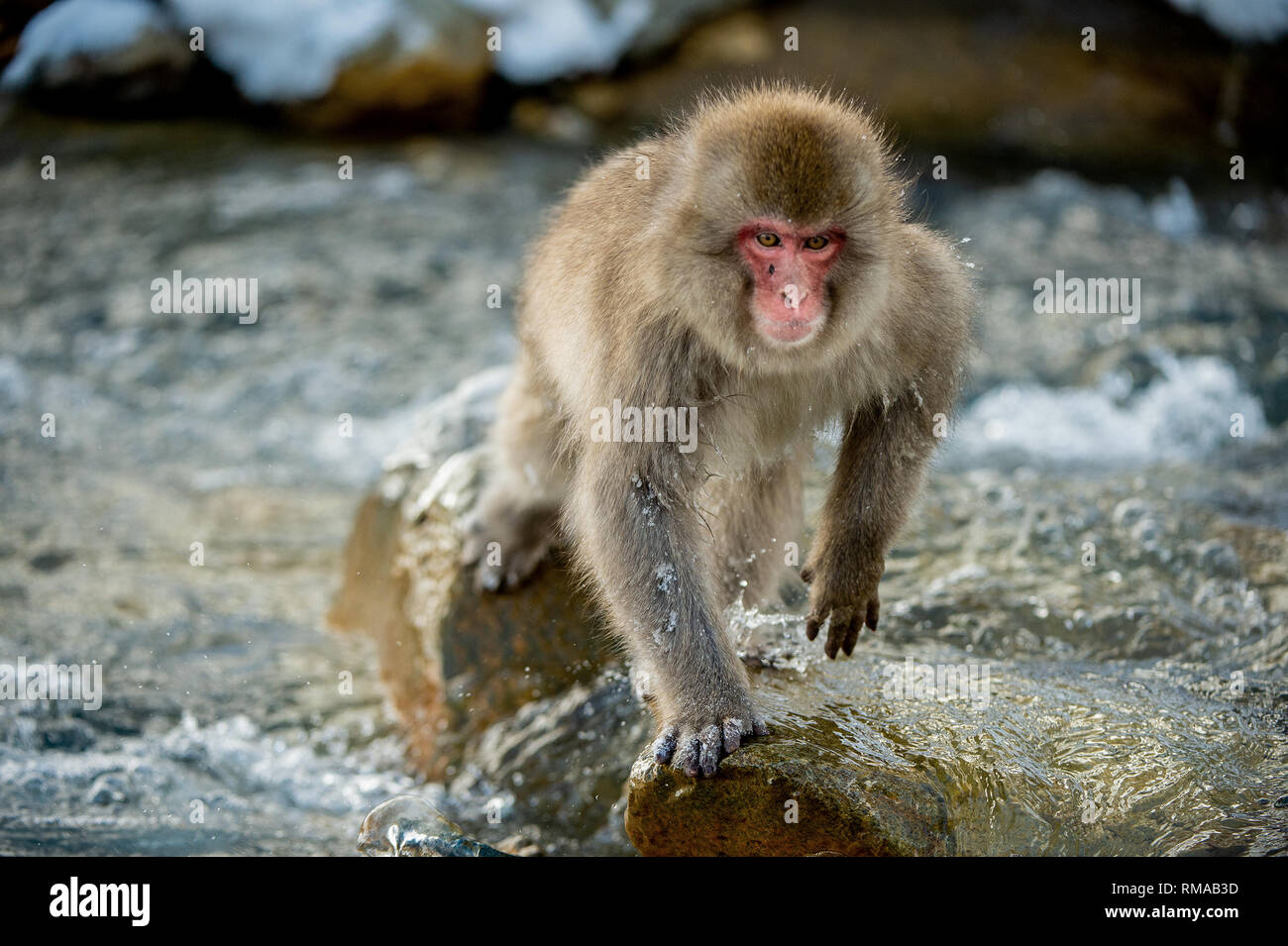 Japanese macaque in jump. Macaque jumps through a natural hot spring ...
