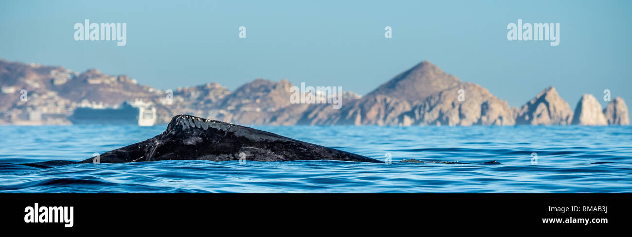 Whale back and dorsal fin. Humpback whale in the Pacific Ocean Stock ...