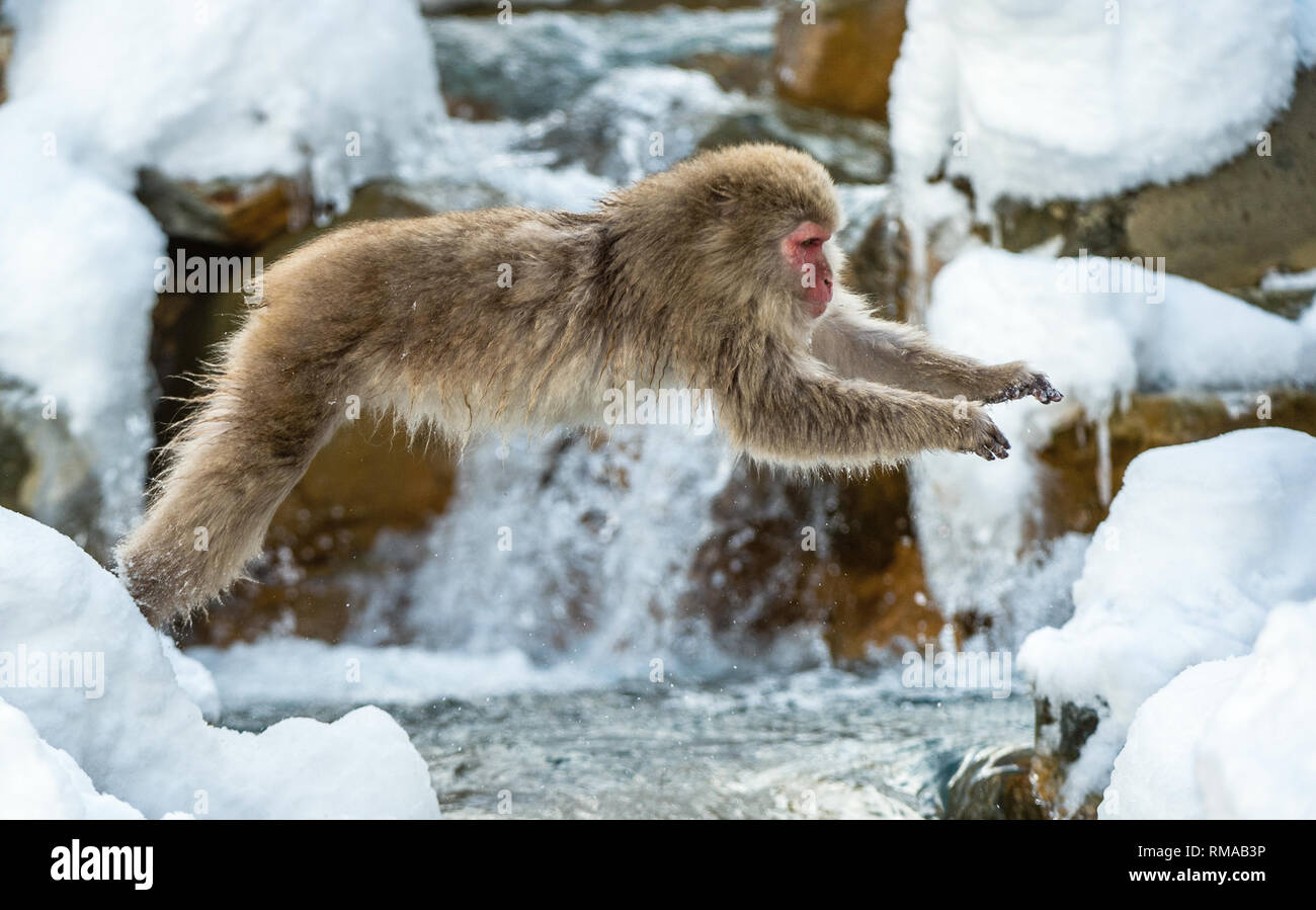 Japanese macaque in jump. Macaque jumps through a natural hot spring ...
