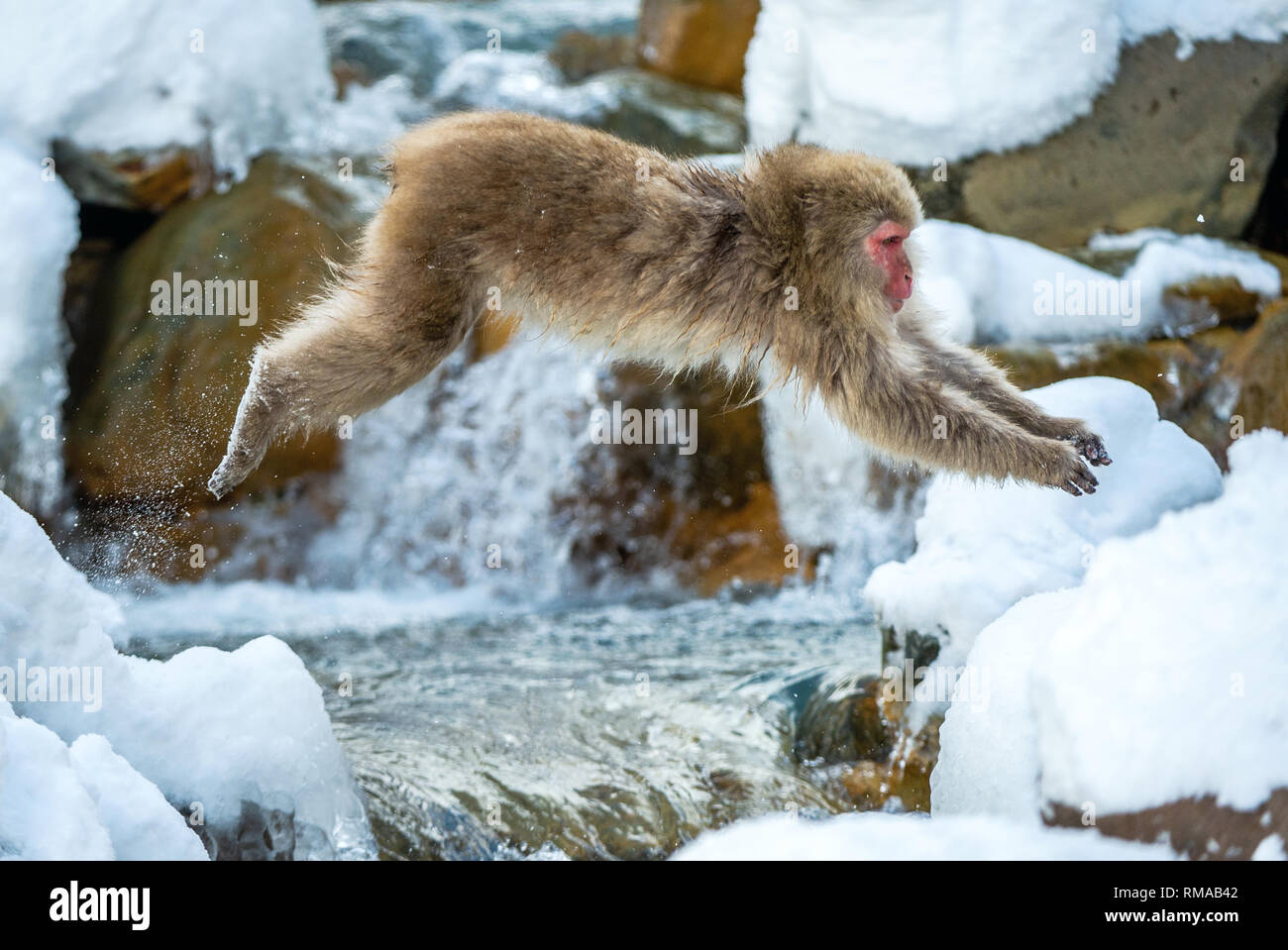 Japanese macaque in jump. Macaque jumps through a natural hot spring ...