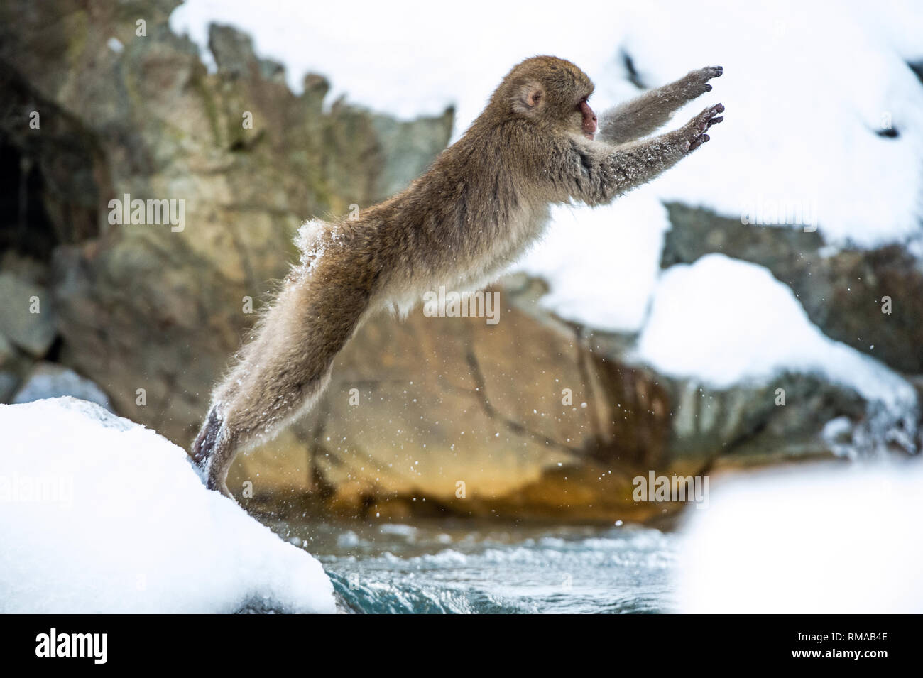 Japanese macaque in jump. Macaque jumps through a natural hot spring ...