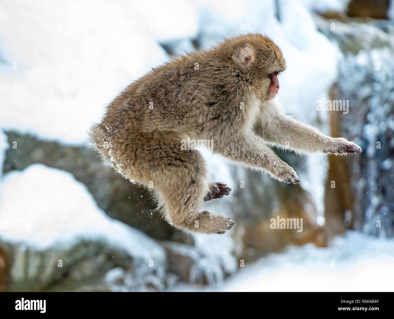 Japanese macaque in jump. Macaque jumps through a natural hot spring ...