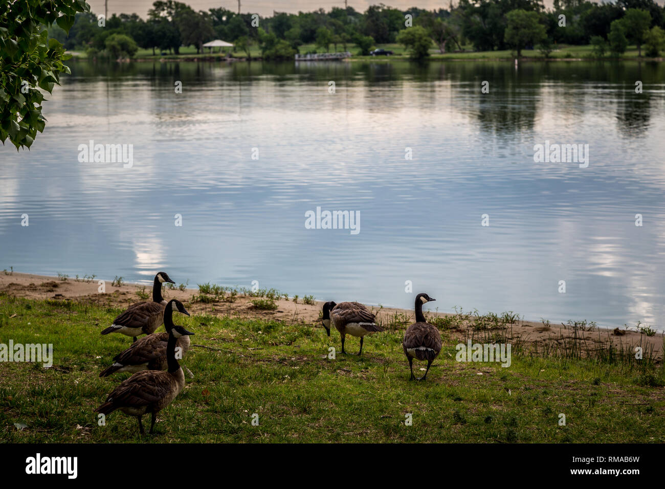 Reflections of geese hi-res stock photography and images - Alamy