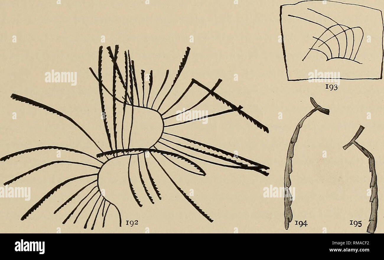 . Annual report. New York State Museum; Science; Science. GRAPTOLITES ...
