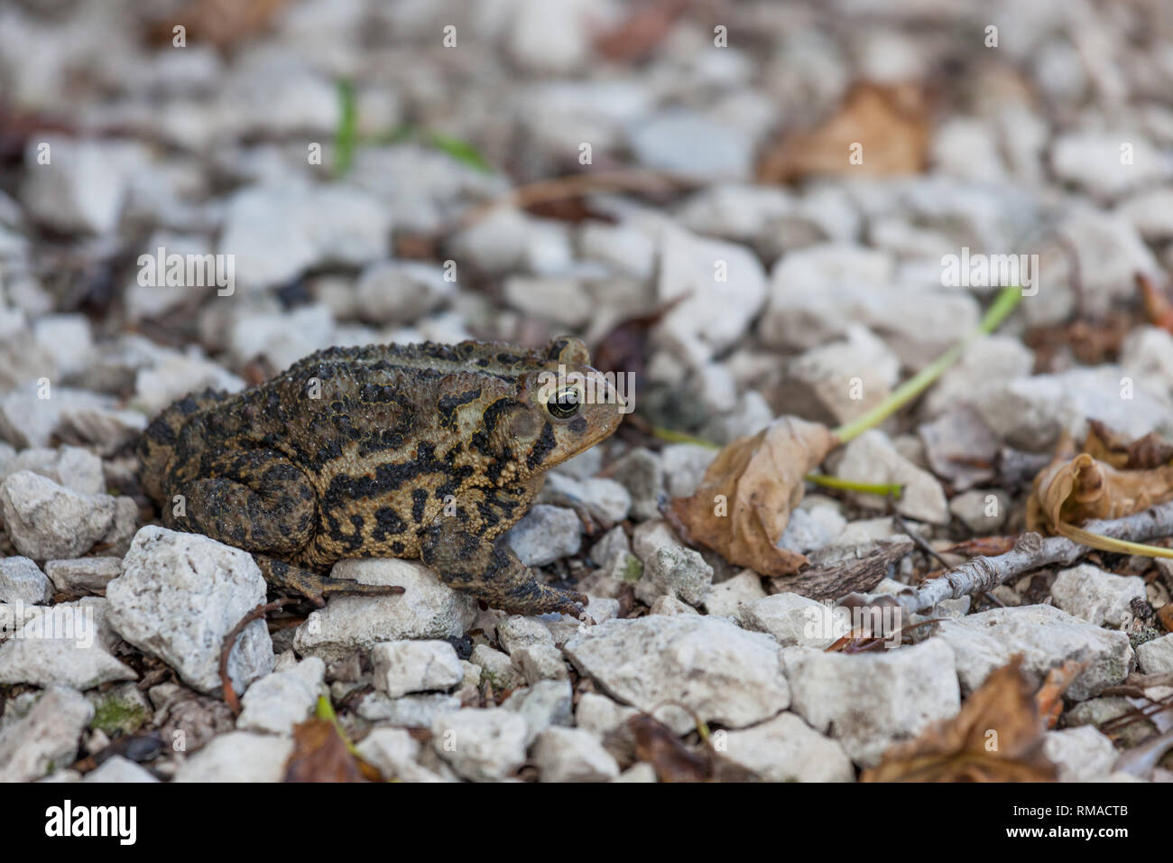 An American toad sitting still on white gravel rocks with sticks and ...