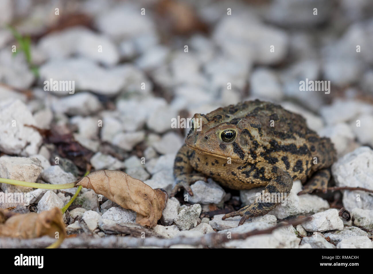 An American toad sitting still on white gravel rocks with sticks and ...