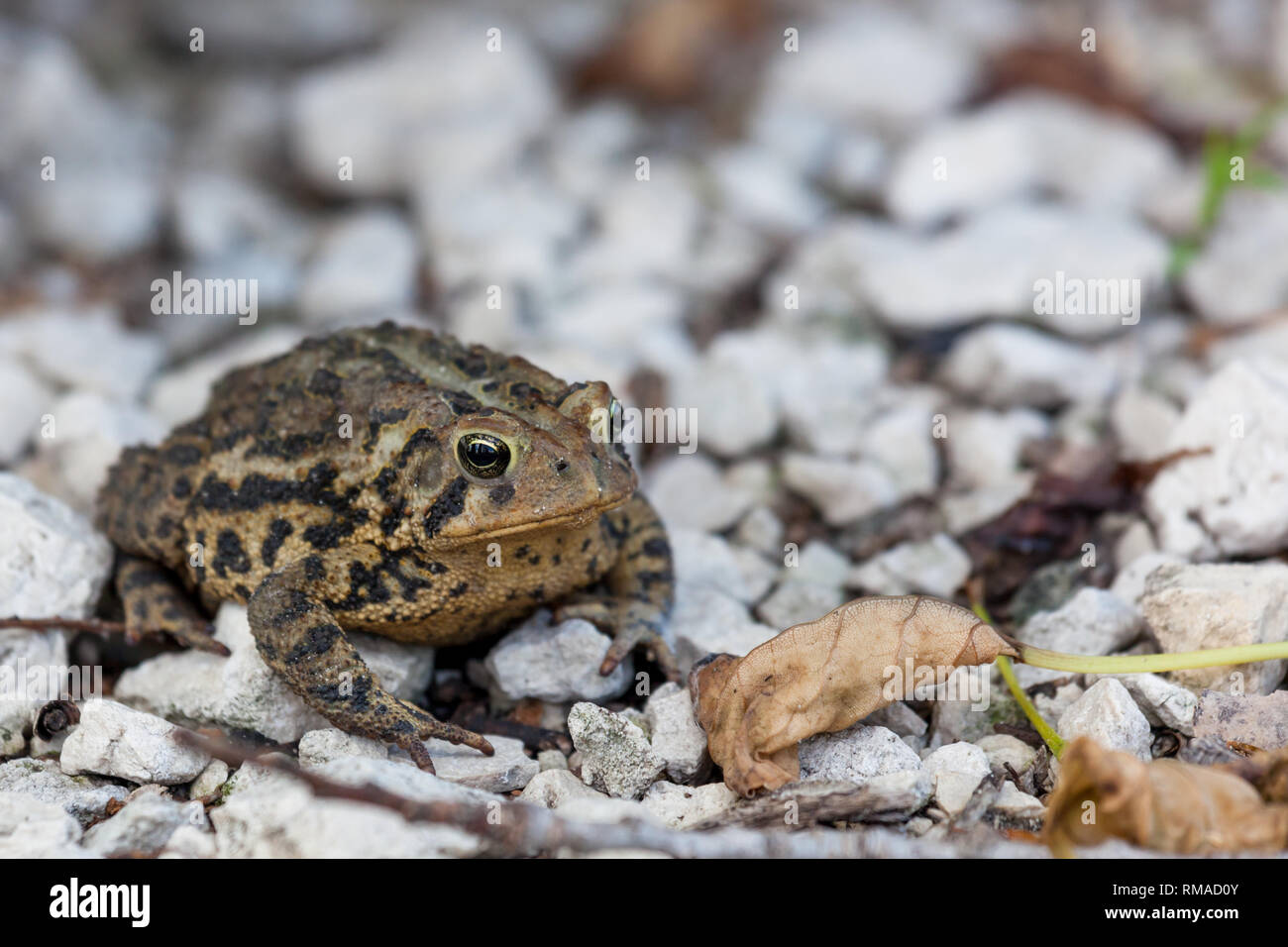 An American toad sitting still on white gravel rocks with sticks and ...