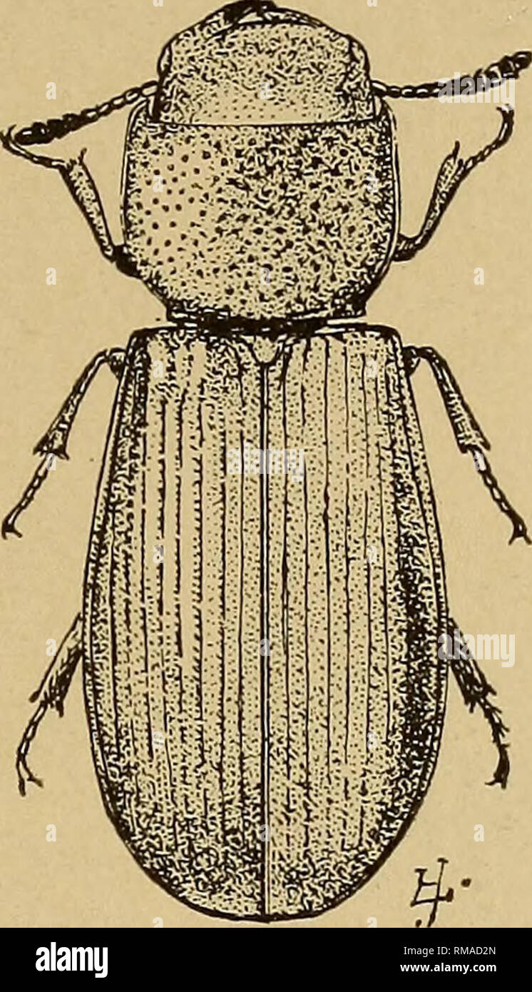 . Annual report. New York State Museum; Science; Science. Fig. 29 ...