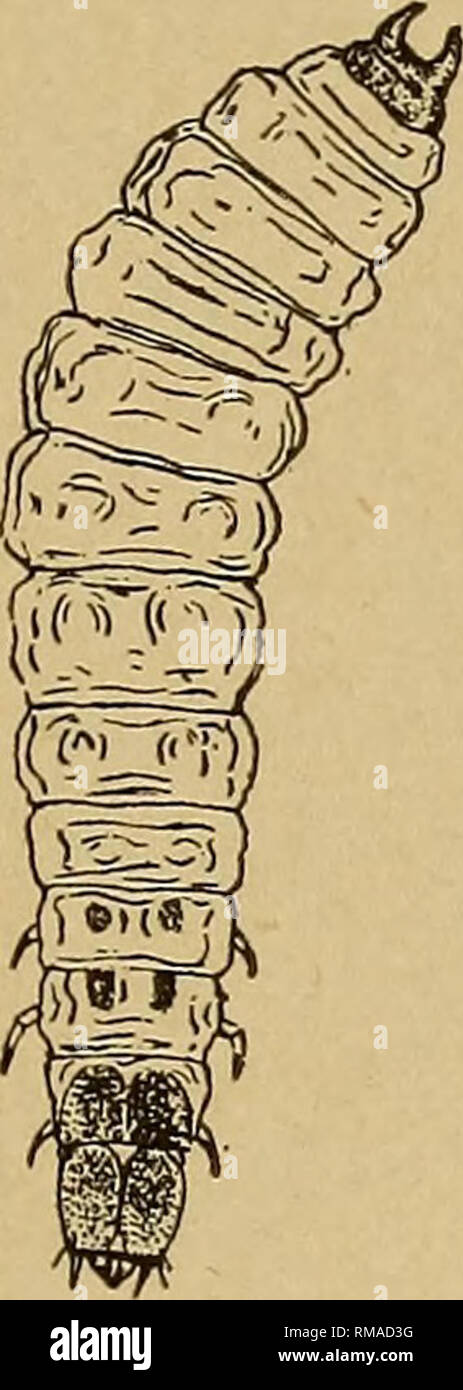 . Annual report. New York State Museum; Science; Science. FLIES AND ...