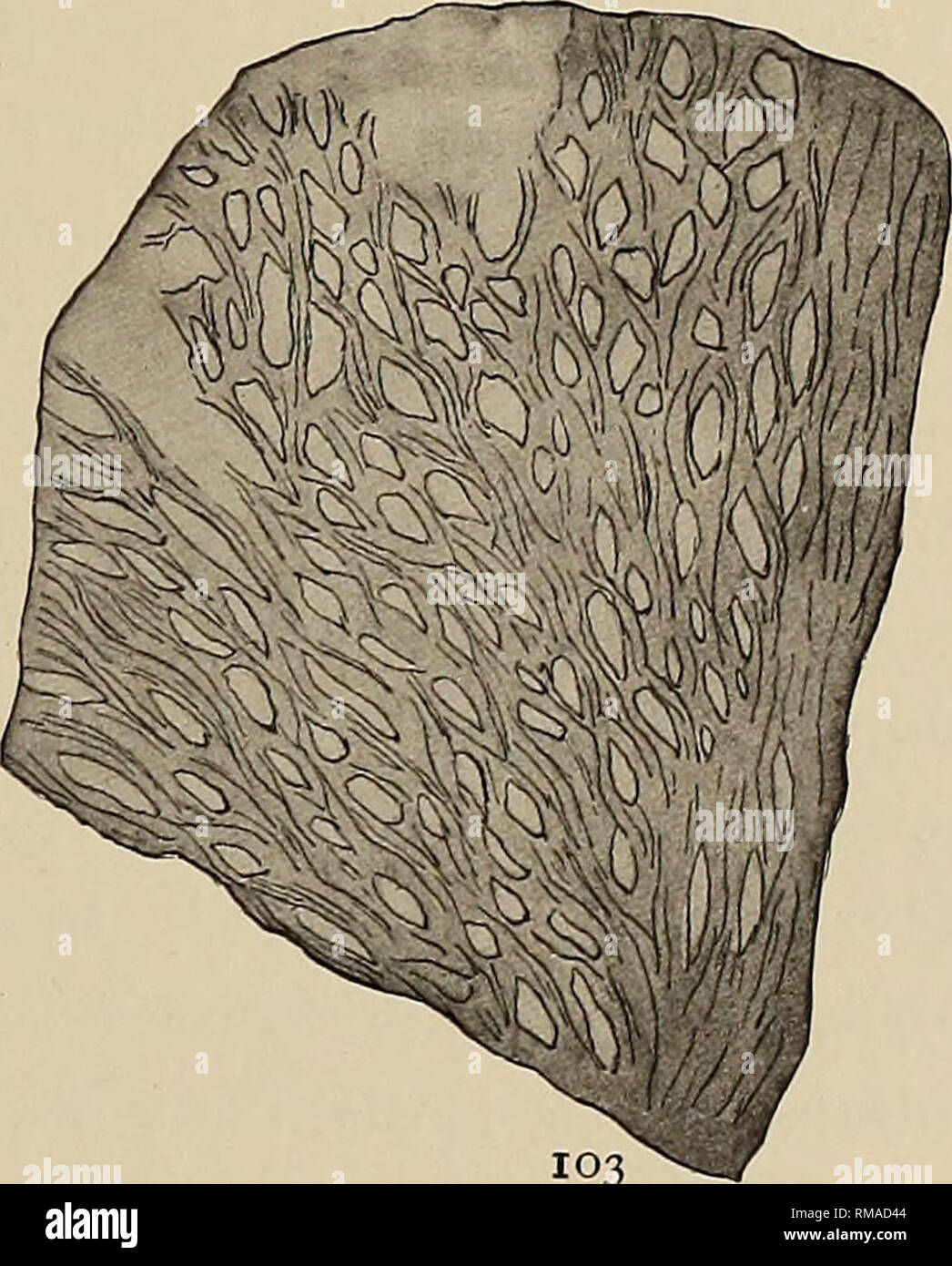 Fig 102 103 hi-res stock photography and images - Alamy