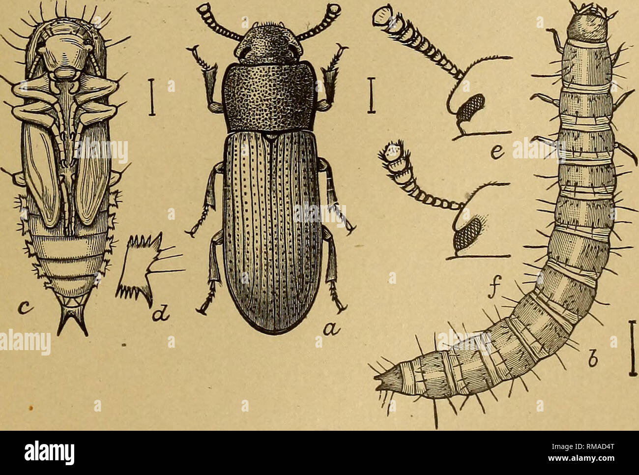 Red flour beetle larva hi-res stock photography and images - Alamy