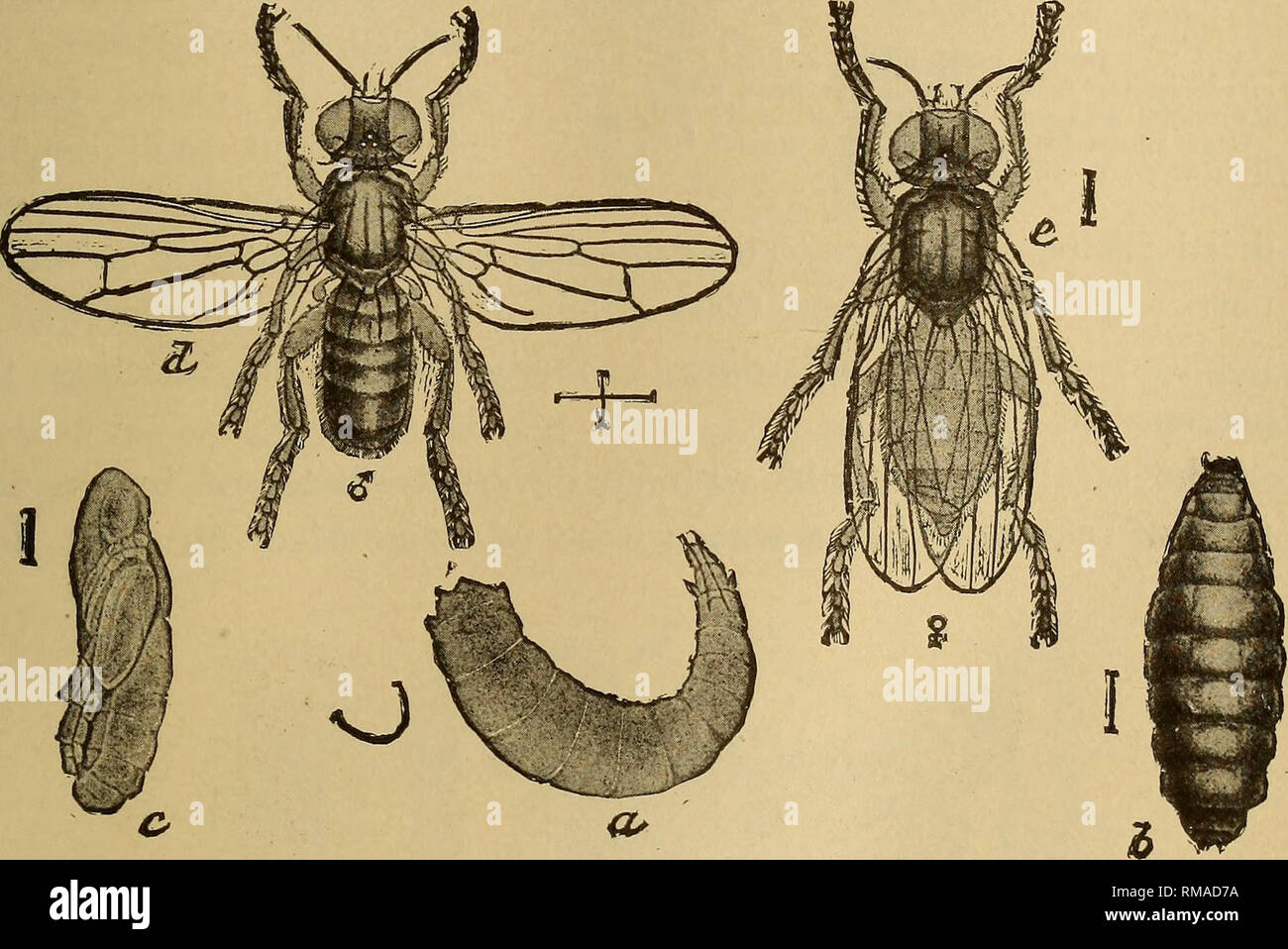 Little maggots hi-res stock photography and images - Alamy