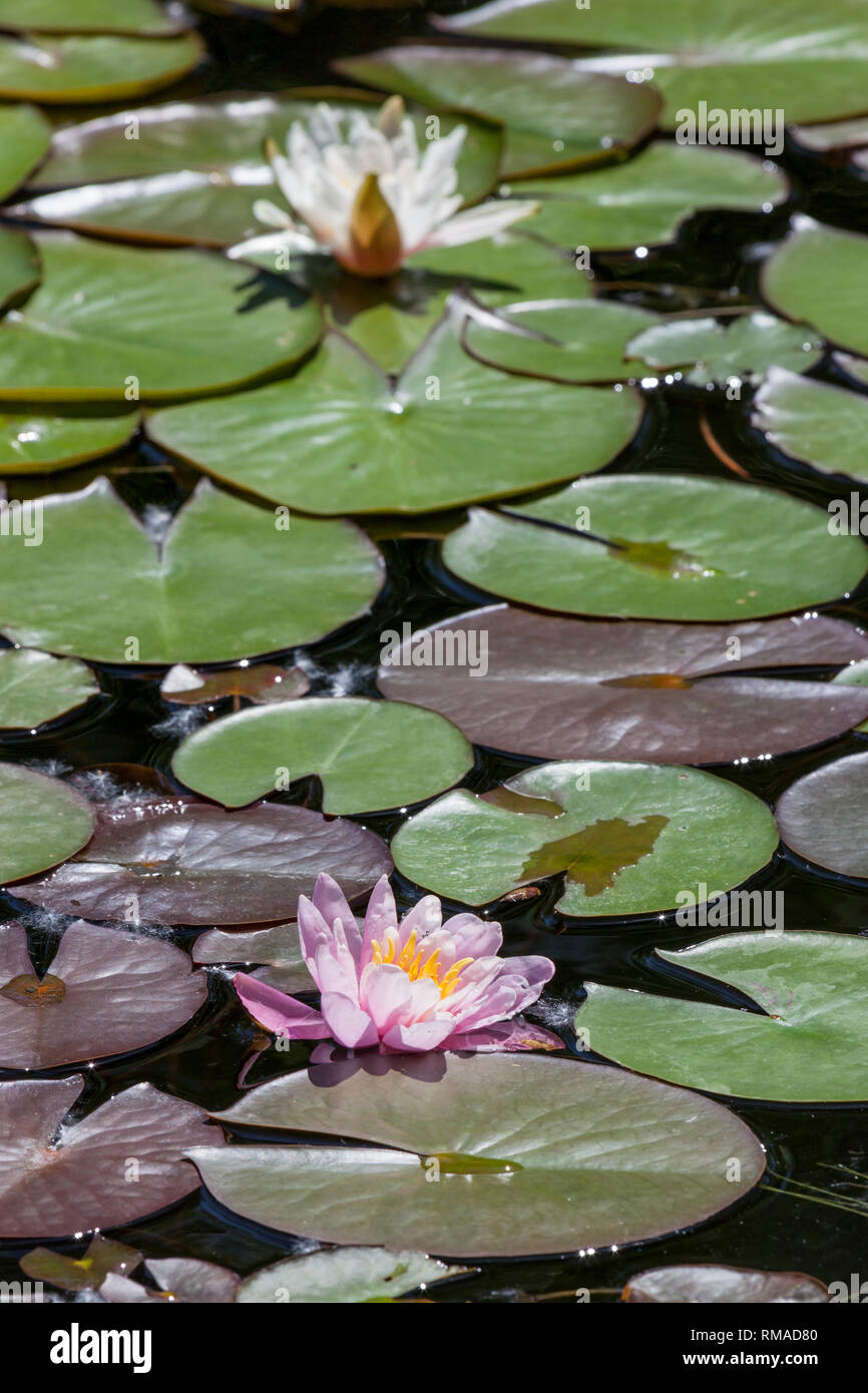 A pink and a white water lily floating in a shallow pond among round ...
