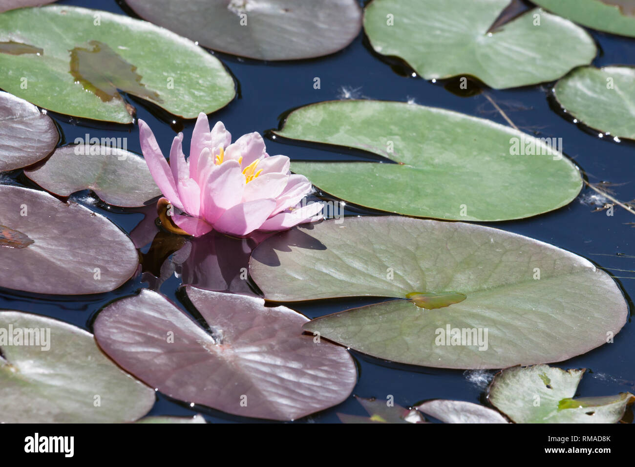 A pink water lily bloom growing among floating round lily pad leaves in ...