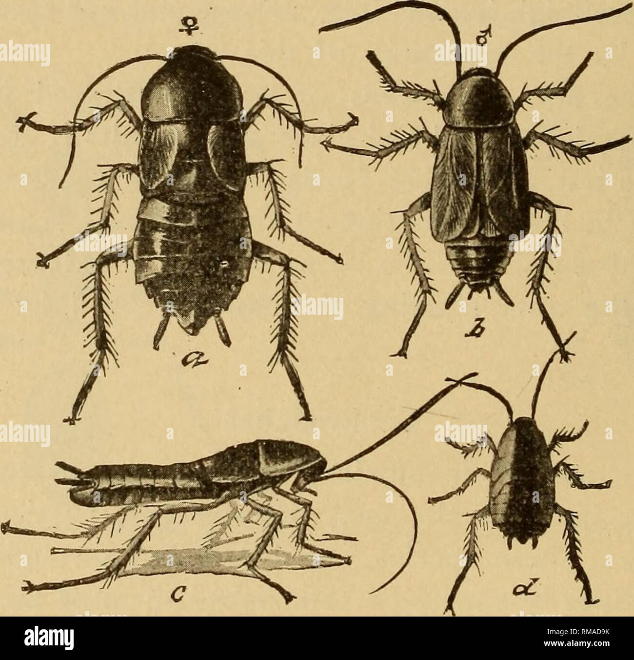 . Annual report. New York State Museum; Science; Science. 38 NEW YORK ...