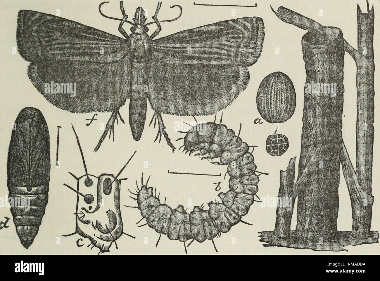 Three vertical ribs hi-res stock photography and images - Alamy