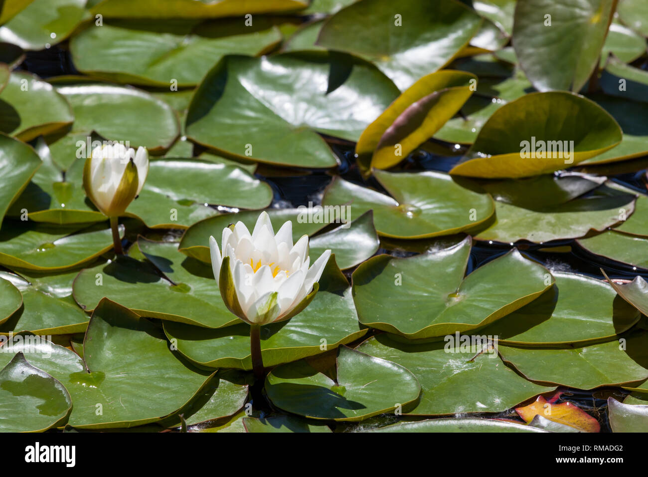 Two buds with emerging white water lilies opening in the spring ...