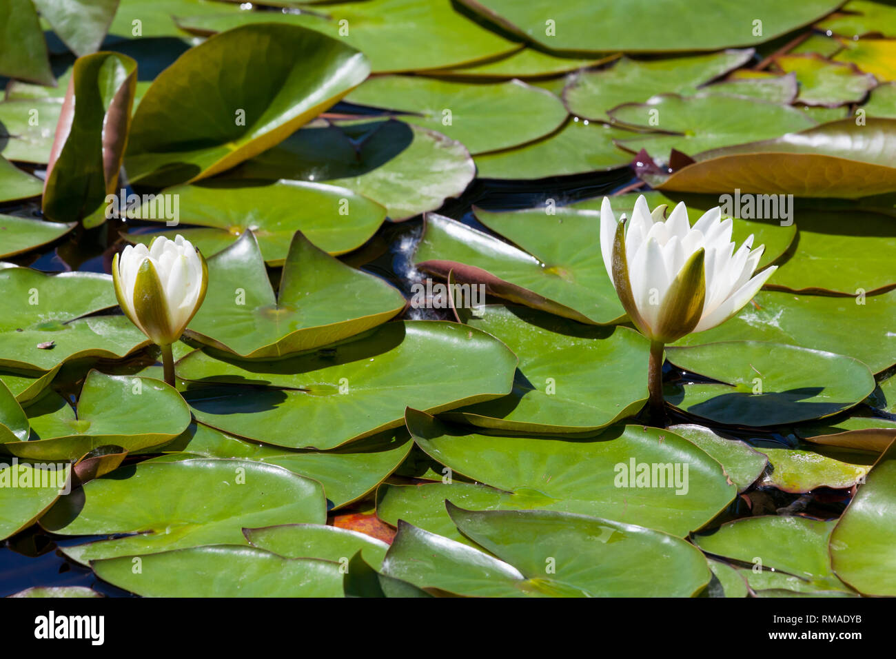 Two buds with emerging white water lilies opening in the spring ...
