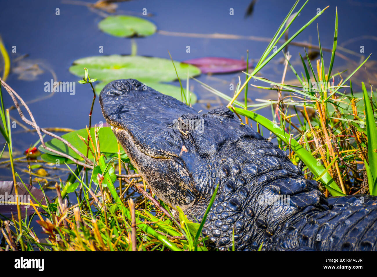 A large American Alligator in Miami, Florida Stock Photo - Alamy