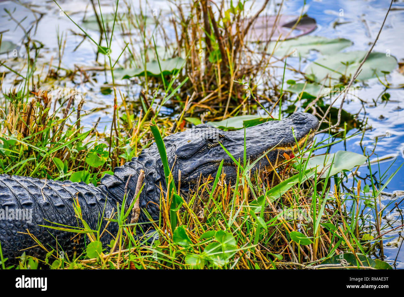 A large American Alligator in Miami, Florida Stock Photo - Alamy