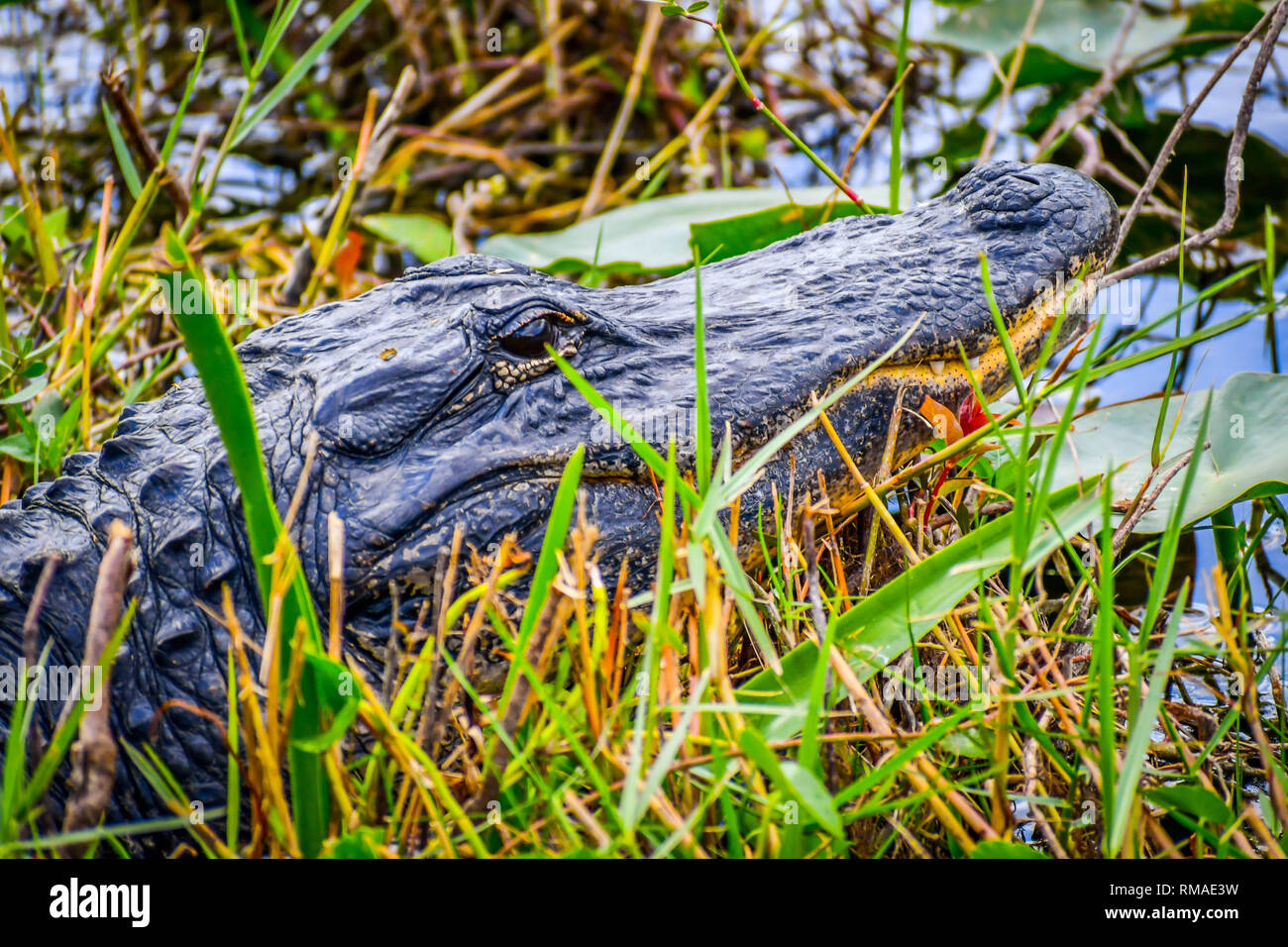 A large American Alligator in Miami, Florida Stock Photo - Alamy