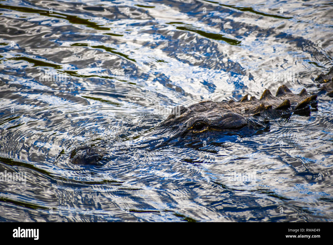 A large American Alligator in Miami, Florida Stock Photo - Alamy