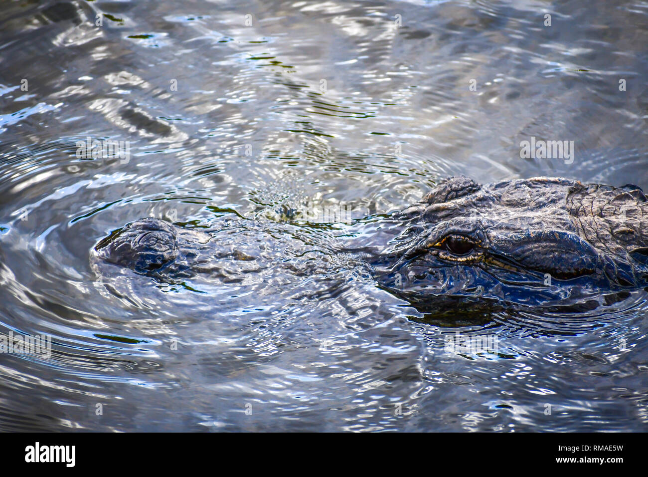 A large American Alligator in Miami, Florida Stock Photo - Alamy