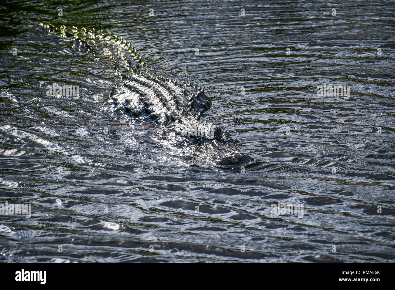 A large American Alligator in Miami, Florida Stock Photo - Alamy