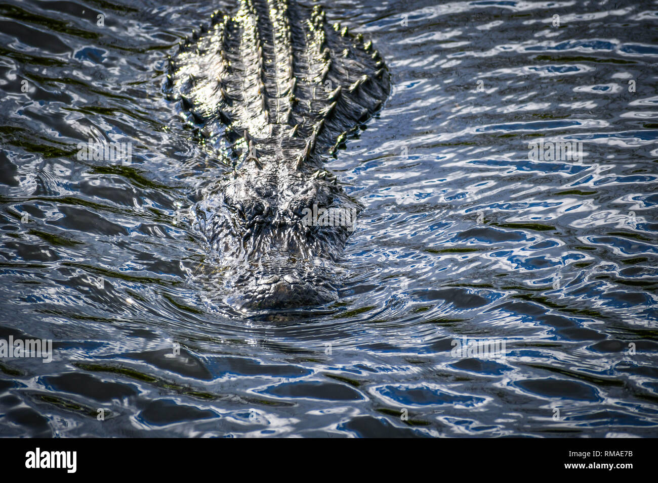 A large American Alligator in Miami, Florida Stock Photo - Alamy