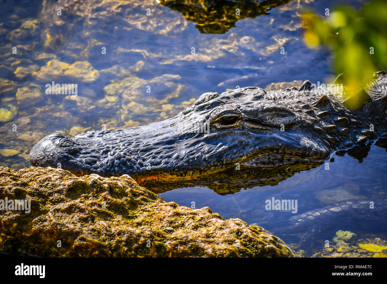 A large American Alligator in Miami, Florida Stock Photo - Alamy