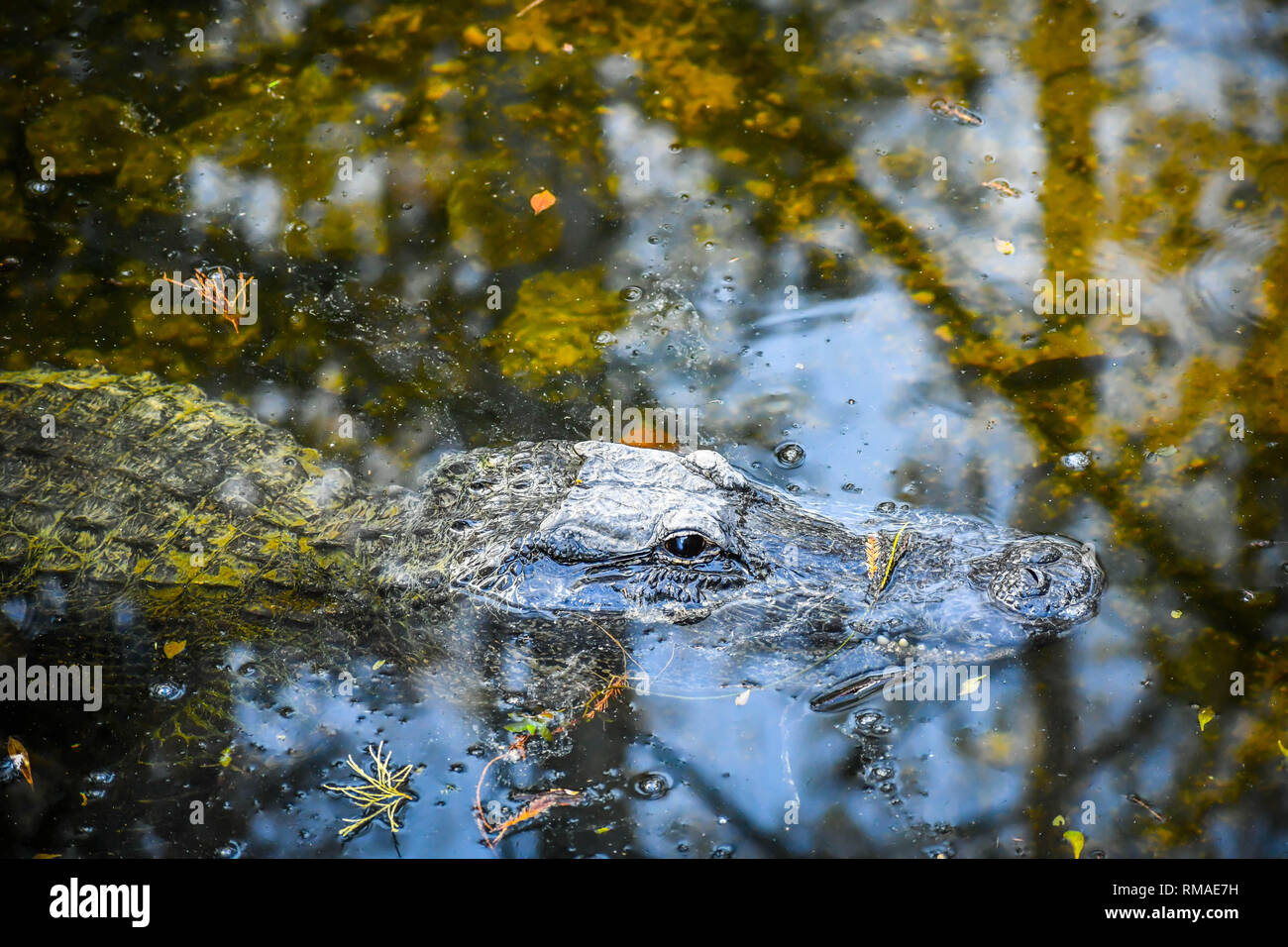A large American Alligator in Miami, Florida Stock Photo - Alamy
