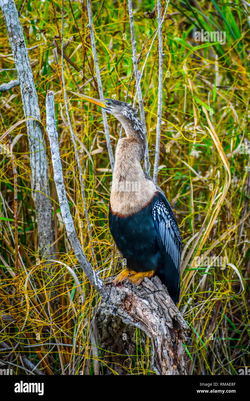 Female anhigna hi-res stock photography and images - Alamy