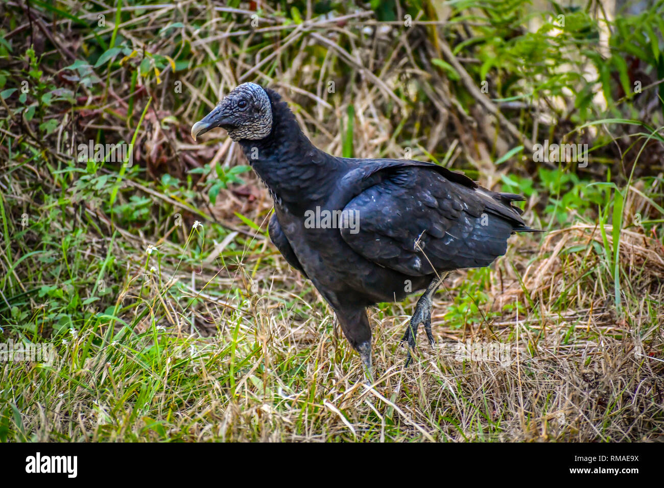 An American Black Vultures flying around in Miami, Florida Stock Photo ...