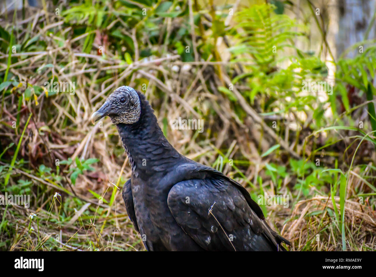 An American Black Vultures flying around in Miami, Florida Stock Photo ...