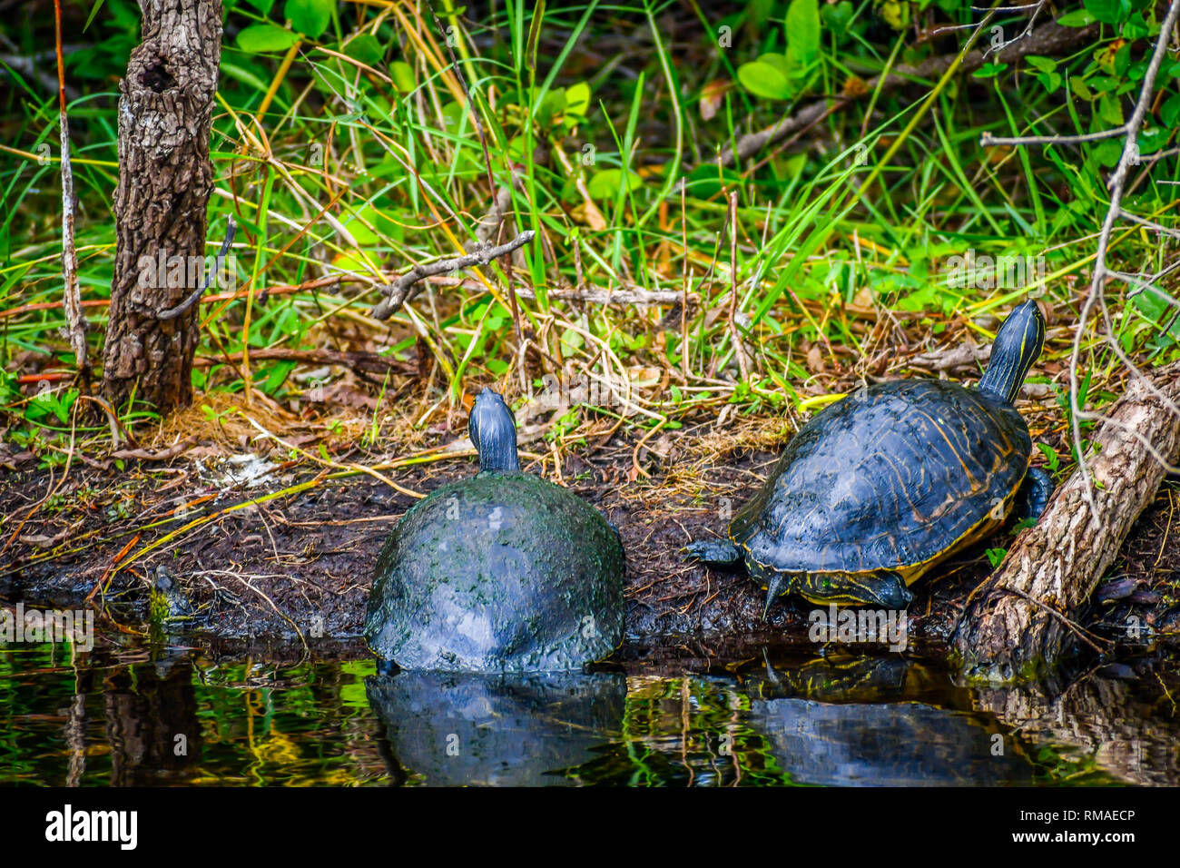 Florida cooter hi-res stock photography and images - Alamy